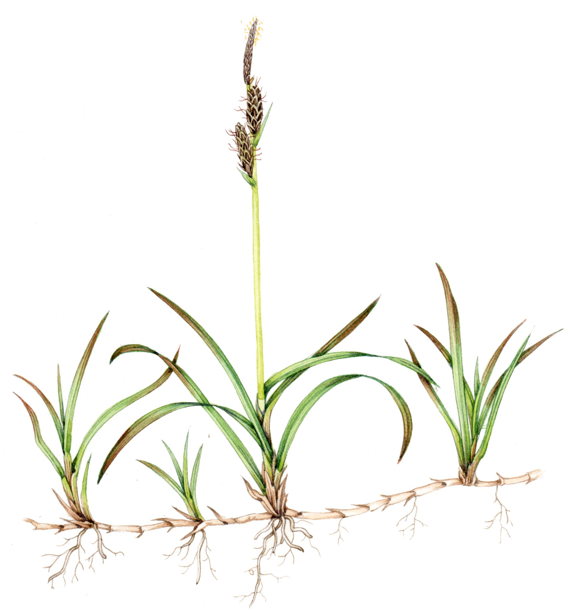 Sedges: An introduction - Lizzie Harper