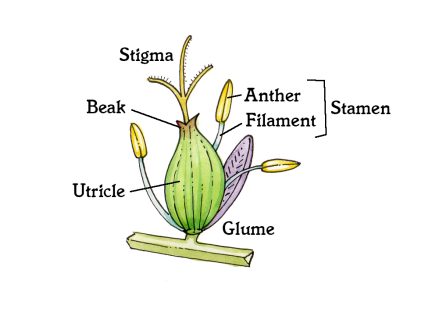 Sedges: An introduction - Lizzie Harper