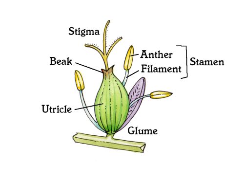Sedges: An introduction - Lizzie Harper