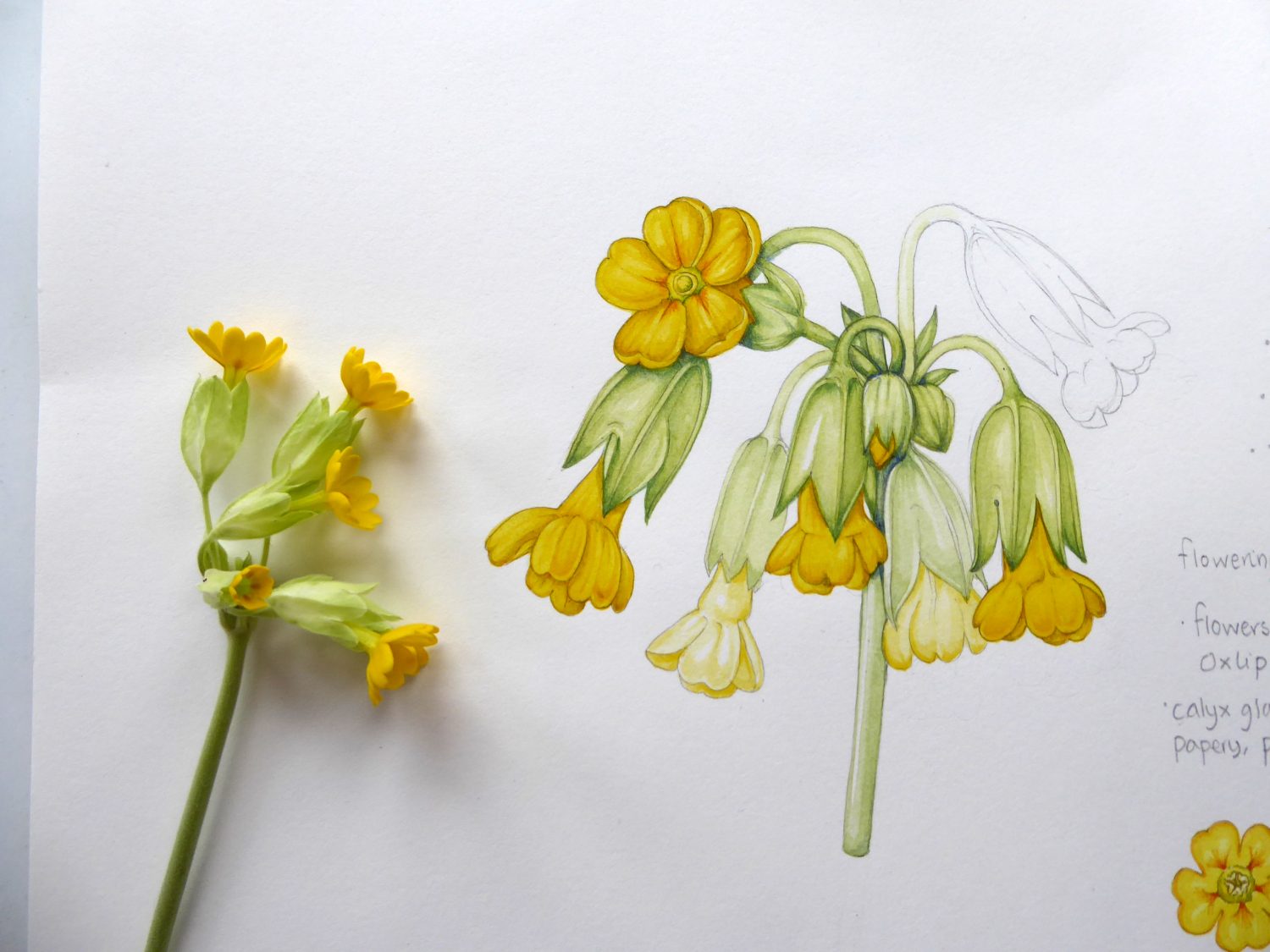 Cowslip botanical illustration: Sketchbook study - Lizzie Harper