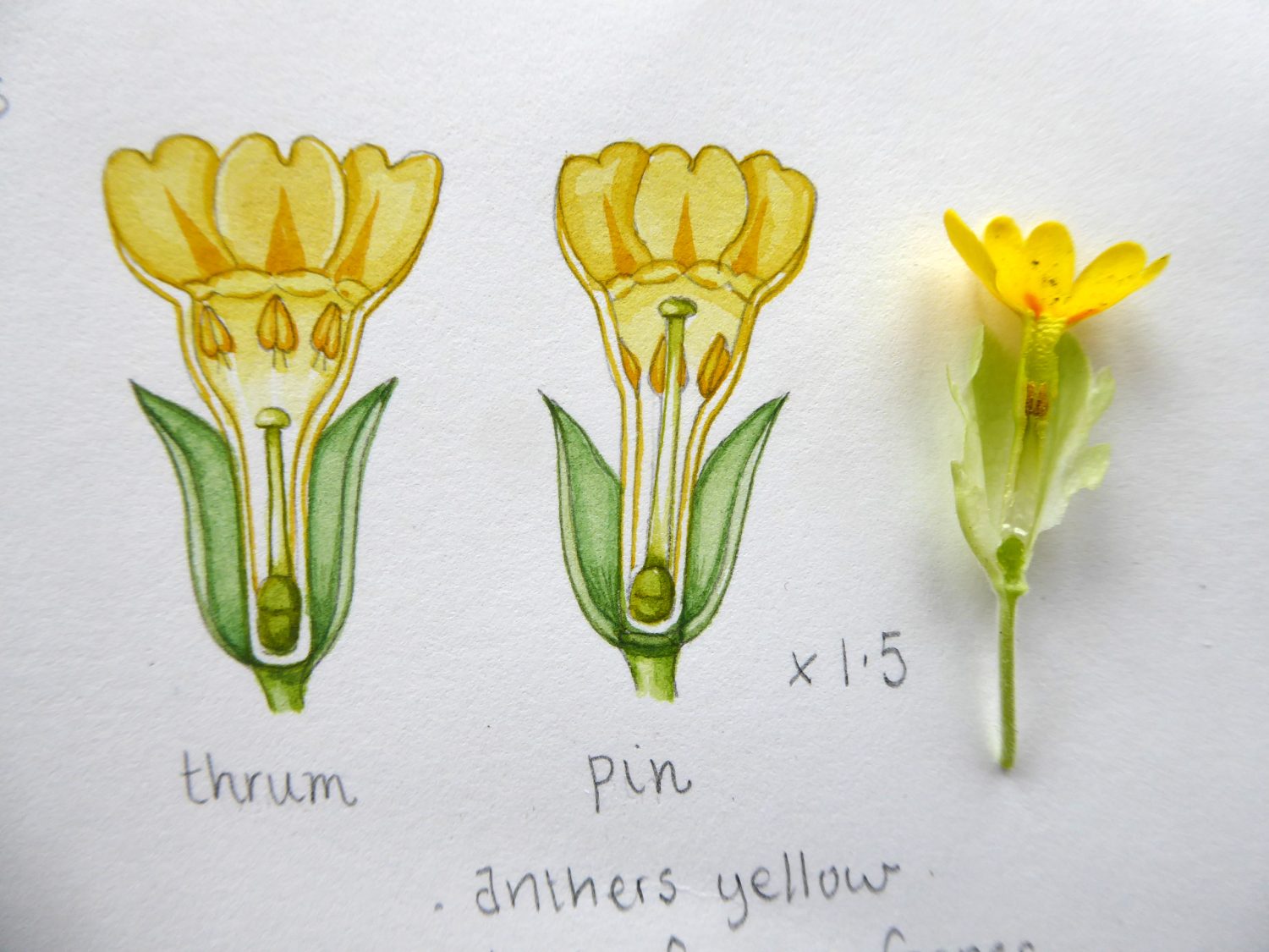 Cowslip botanical illustration: Sketchbook study - Lizzie Harper