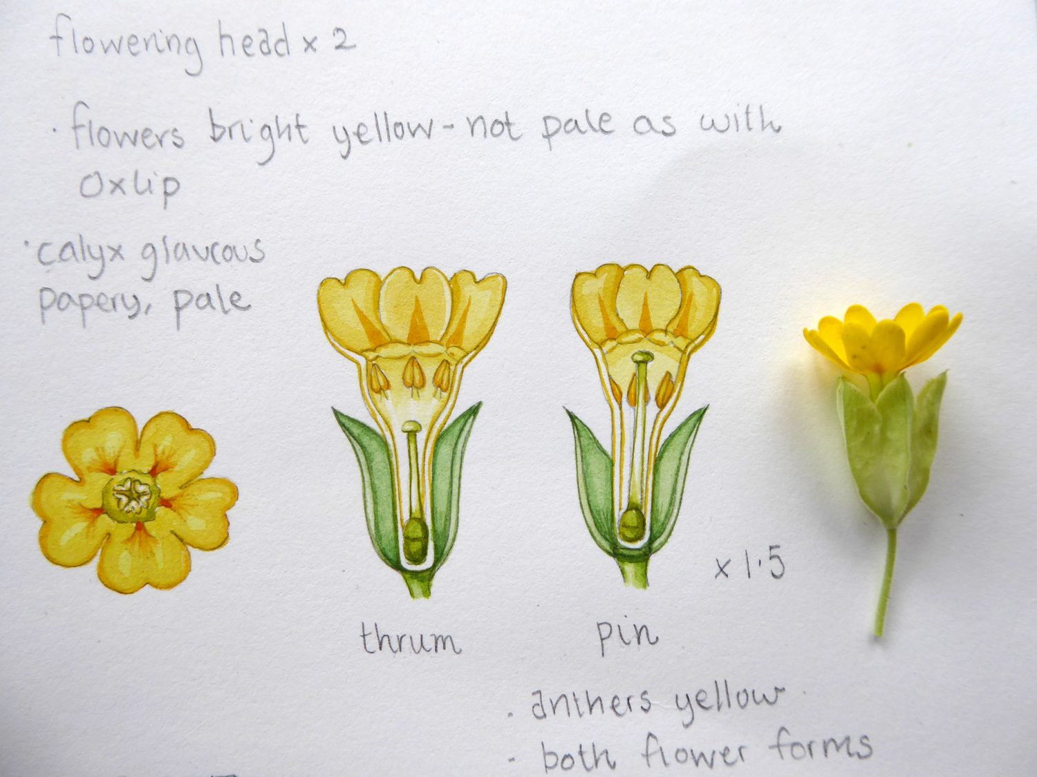 Cowslip botanical illustration: Sketchbook study - Lizzie Harper