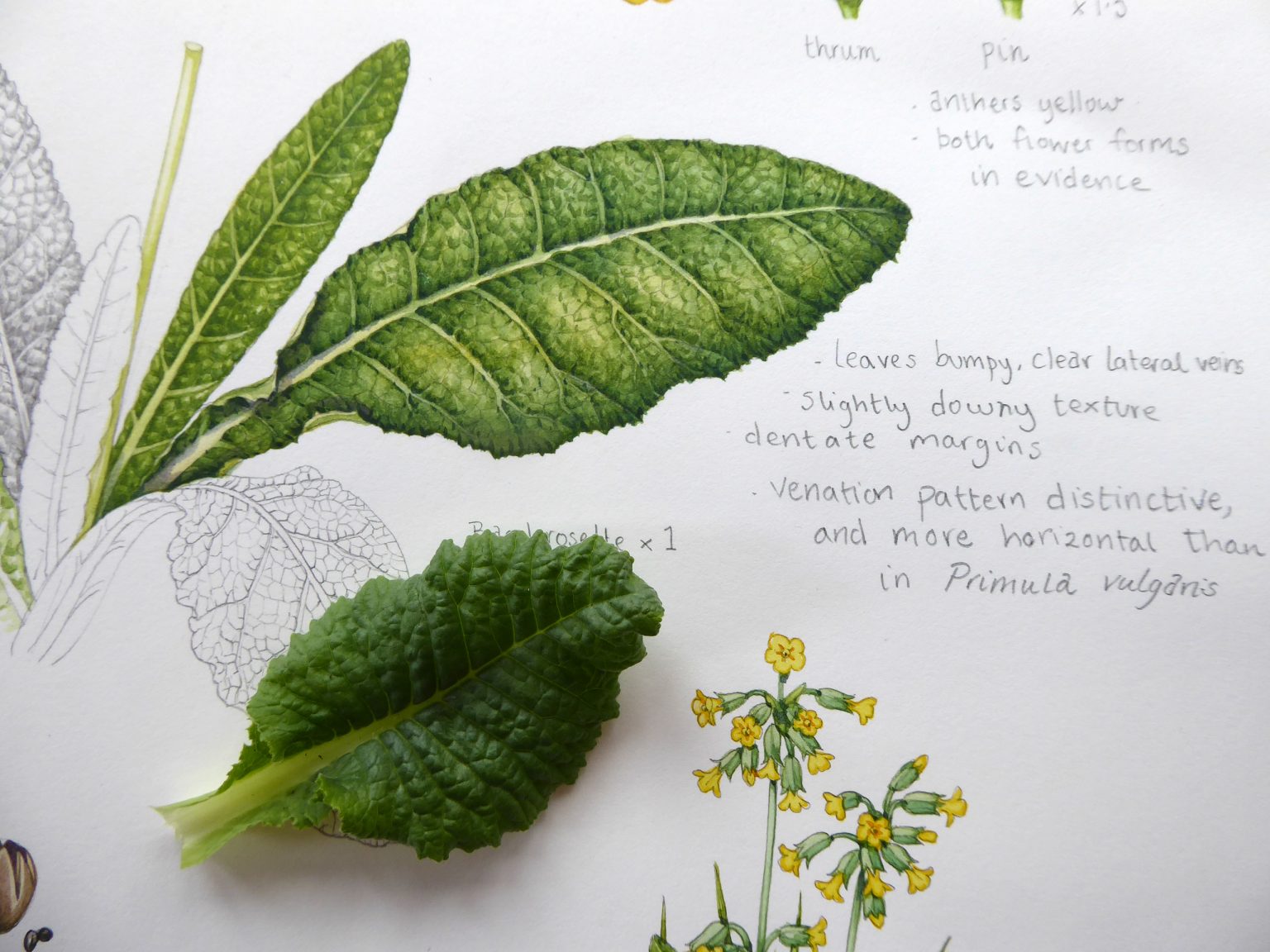 Cowslip botanical illustration: Sketchbook study - Lizzie Harper