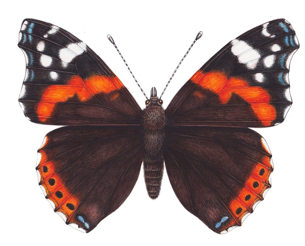 Red Admiral Vanessa atalanta - SOLD - Lizzie Harper