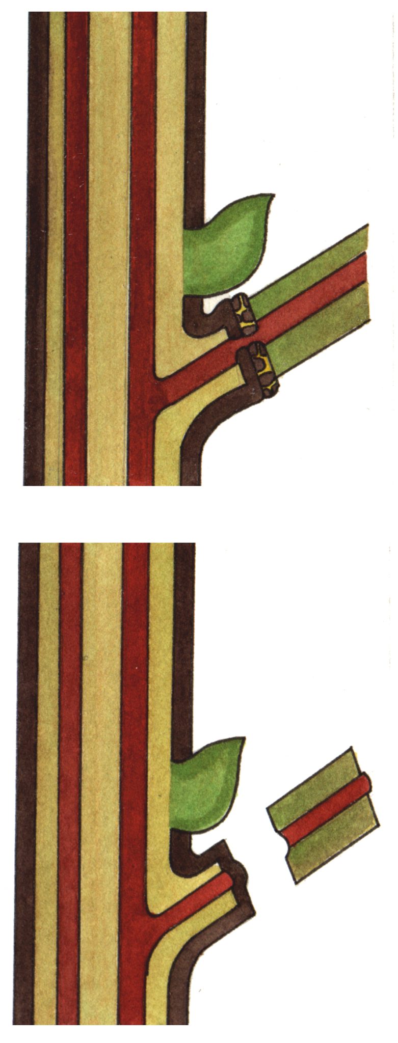 Abscission diagram - Lizzie Harper