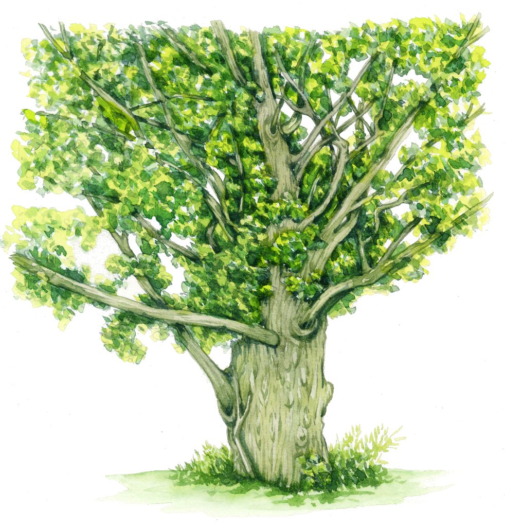 Pollarded Alder Alnusglutinosa - Lizzie Harper