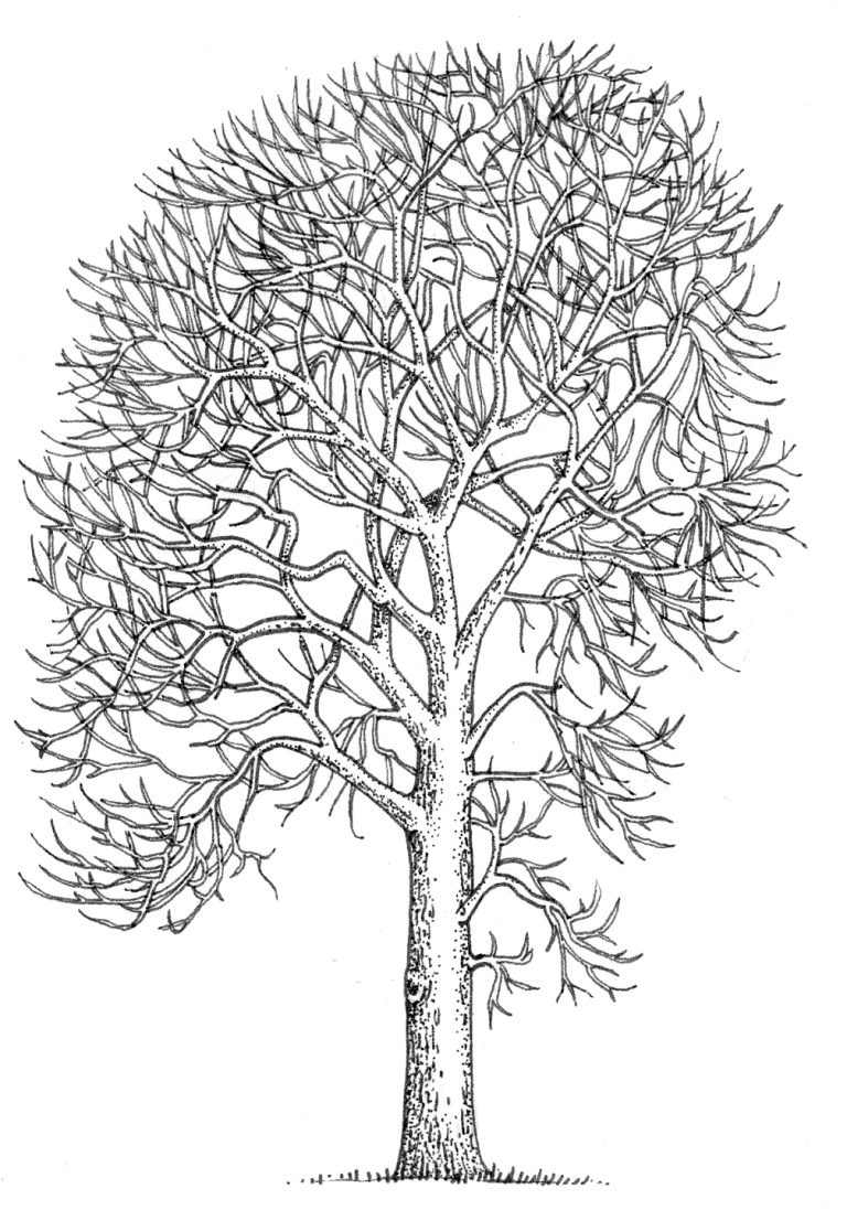 Trees: Ash - Lizzie Harper