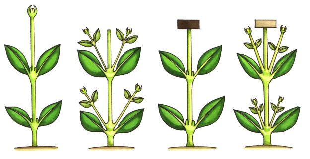 Auxin and growth diagram - Lizzie Harper