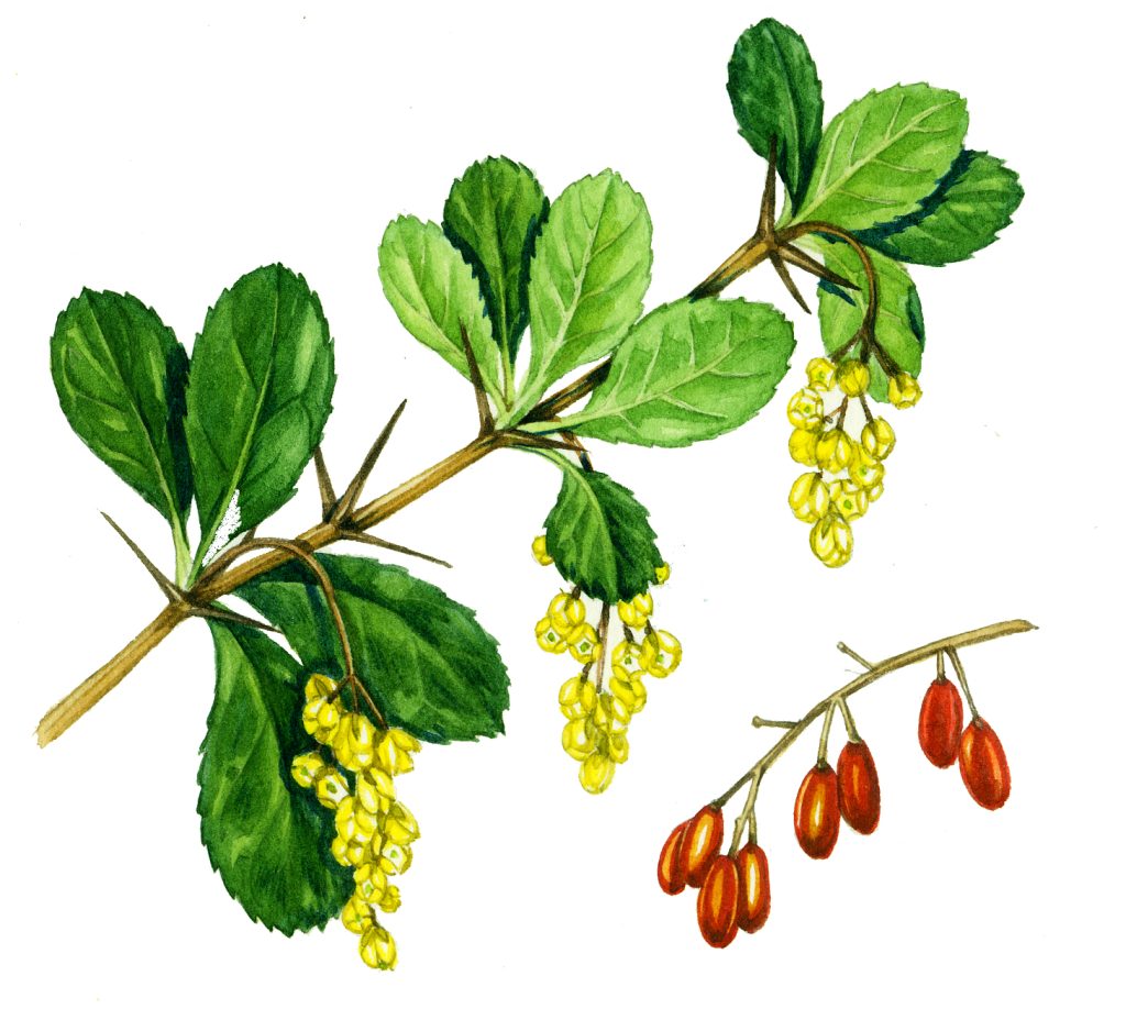 Barberry Burberis vulgaris - Lizzie Harper