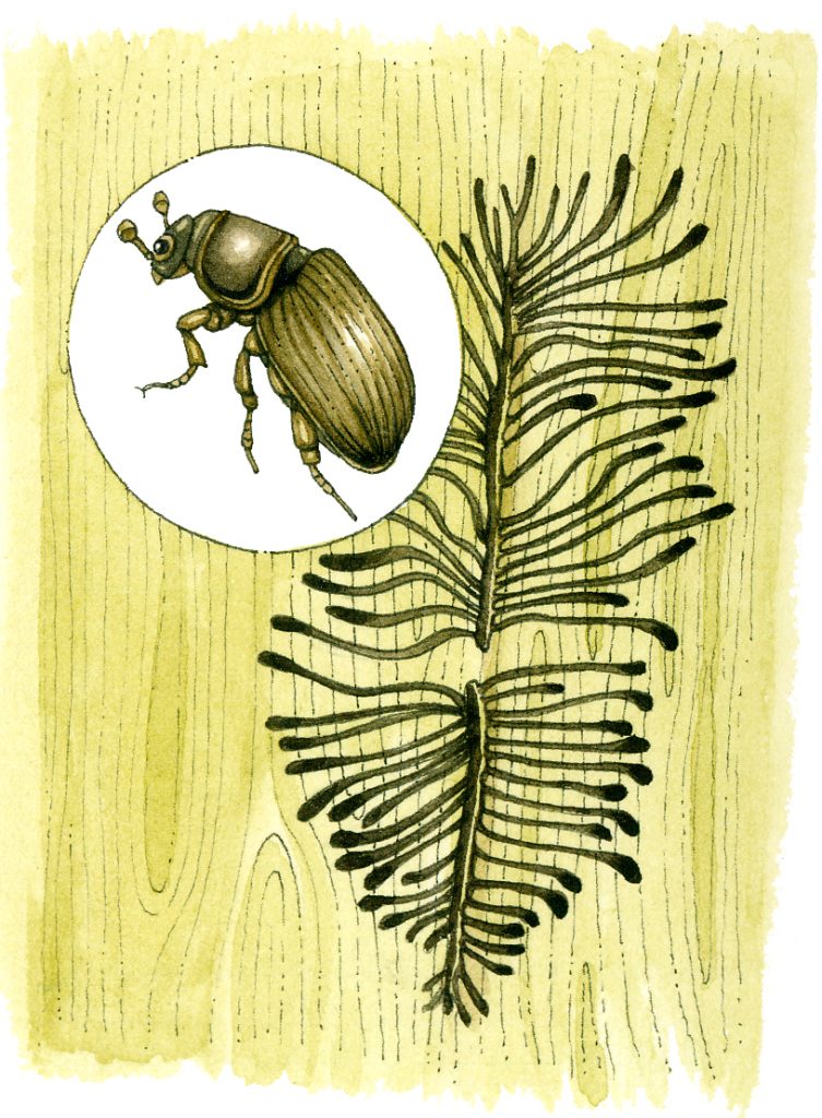 Spruce Bark beetle Ips typographus - Lizzie Harper