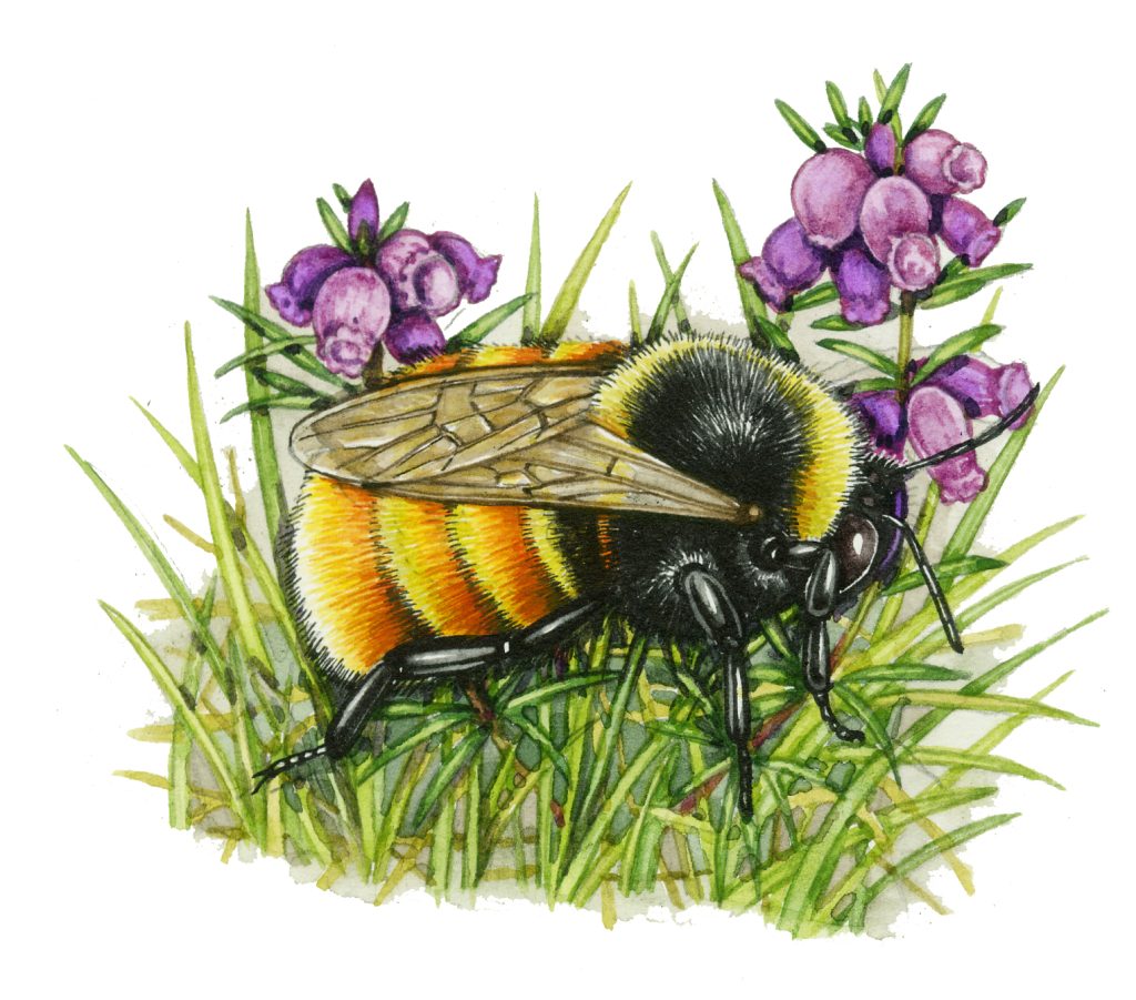 Bilberry bumblebee Bombus monticola - Lizzie Harper