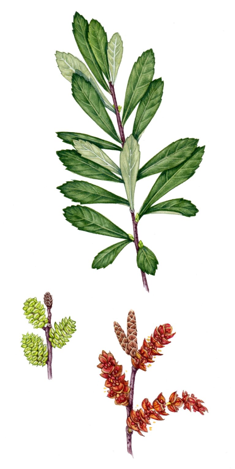 Bog myrtle Myrica gale - Lizzie Harper