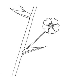 Diagram of a bract - Lizzie Harper