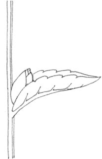 Bulbil diagram - Lizzie Harper