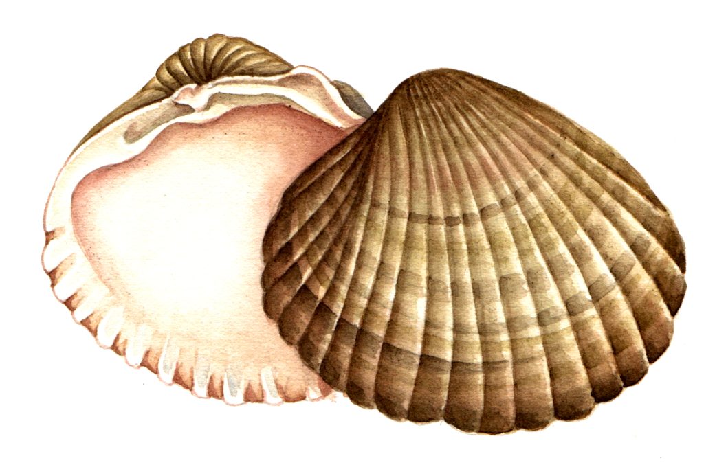common cockle Cerastoderma edule shell - Lizzie Harper
