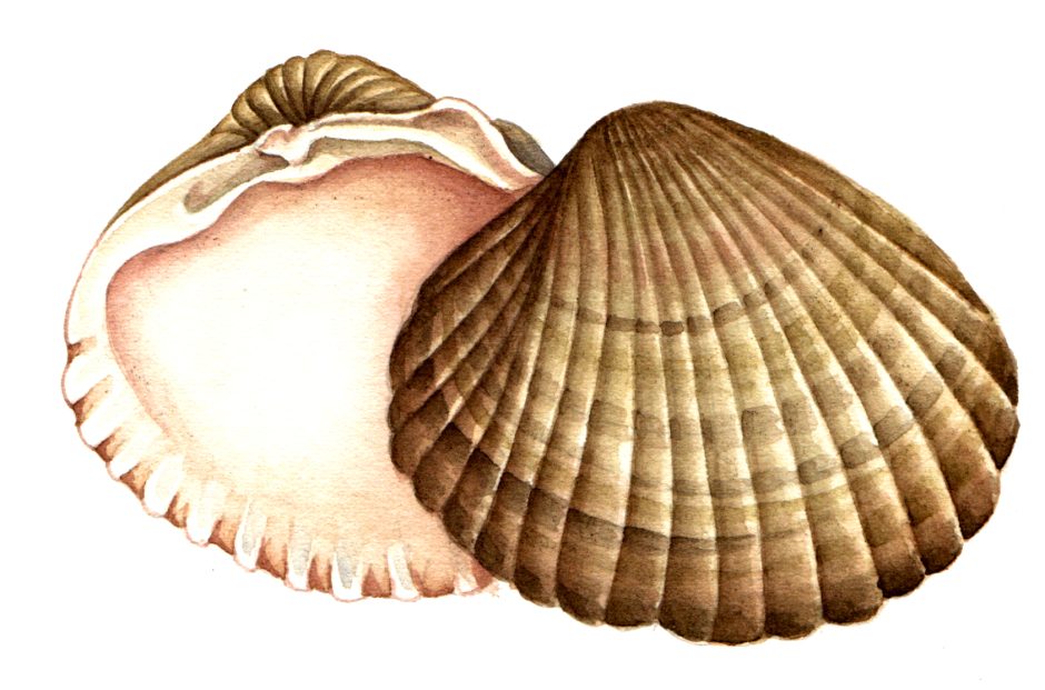 common cockle Cerastoderma edule shell - Lizzie Harper