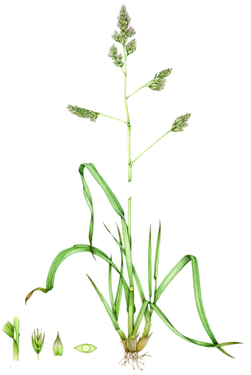 Common Grass species identification: Some easy shortcuts - Lizzie Harper