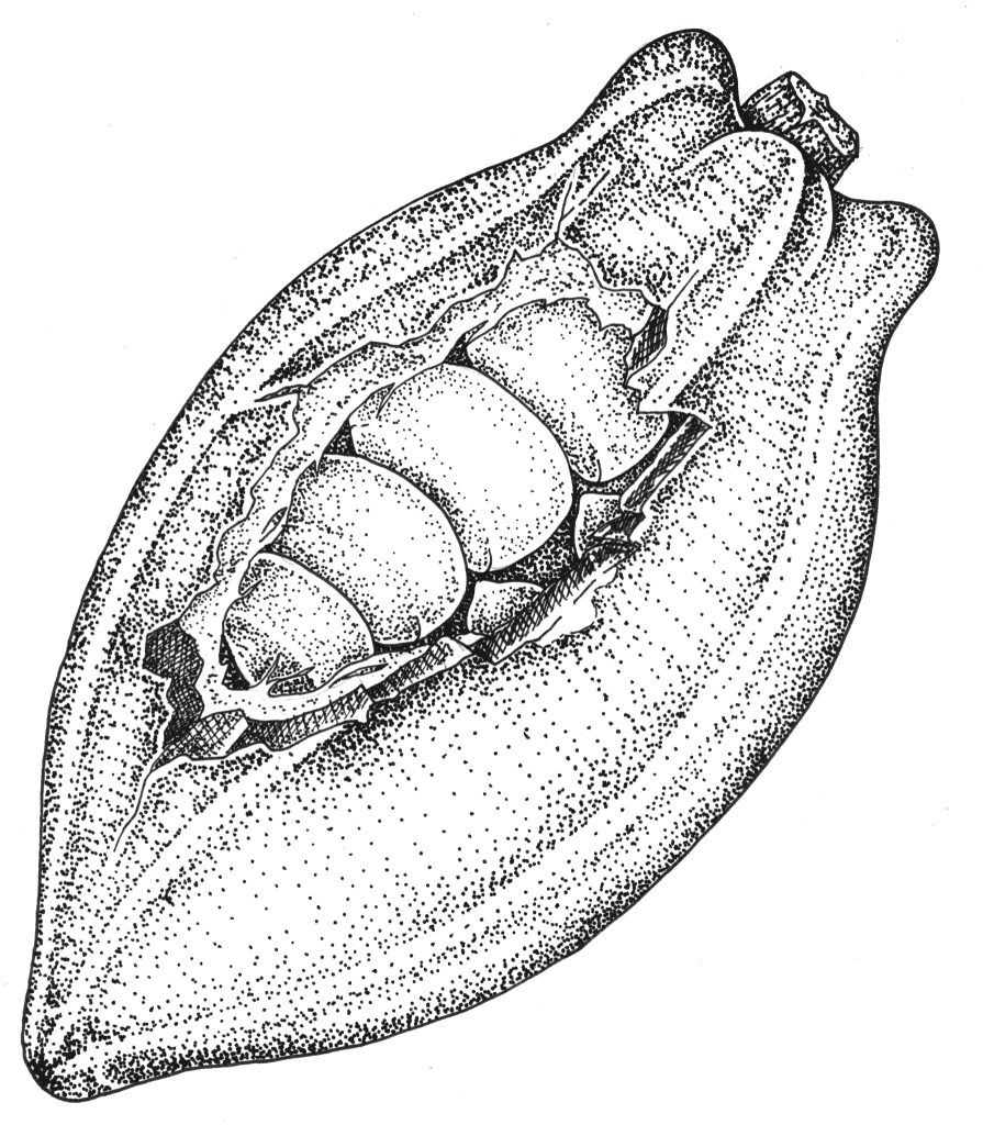 Cocoa seeds in a pod Theobroma cacao - Lizzie Harper