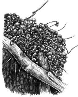 Common Alder Alnus glutinosa roots - Lizzie Harper