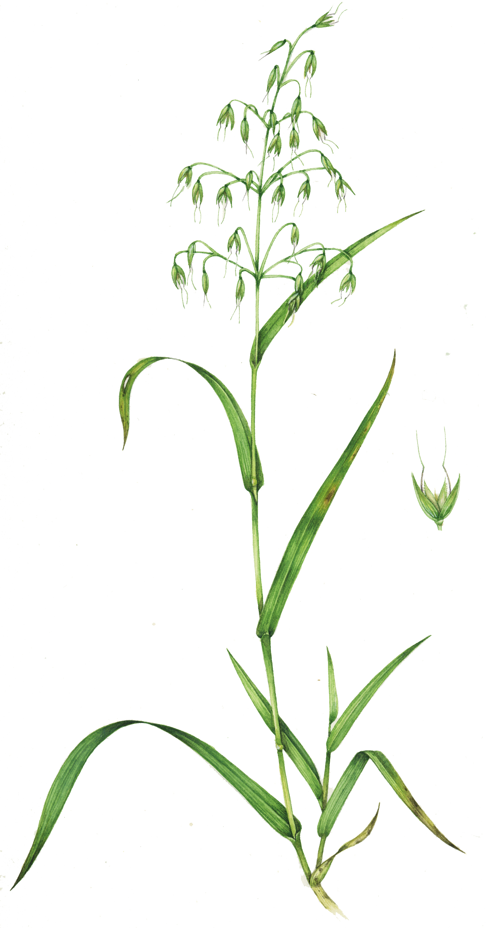 Common oat grass Avena fatua - Lizzie Harper