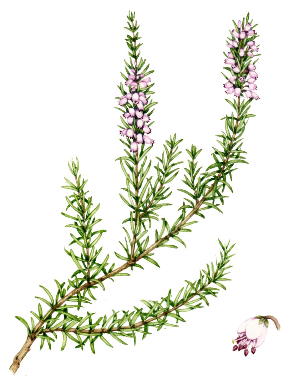 Cornish heath Erica vagans - Lizzie Harper