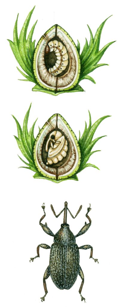 Cotton boll weevil Anthonomus grandis - Lizzie Harper