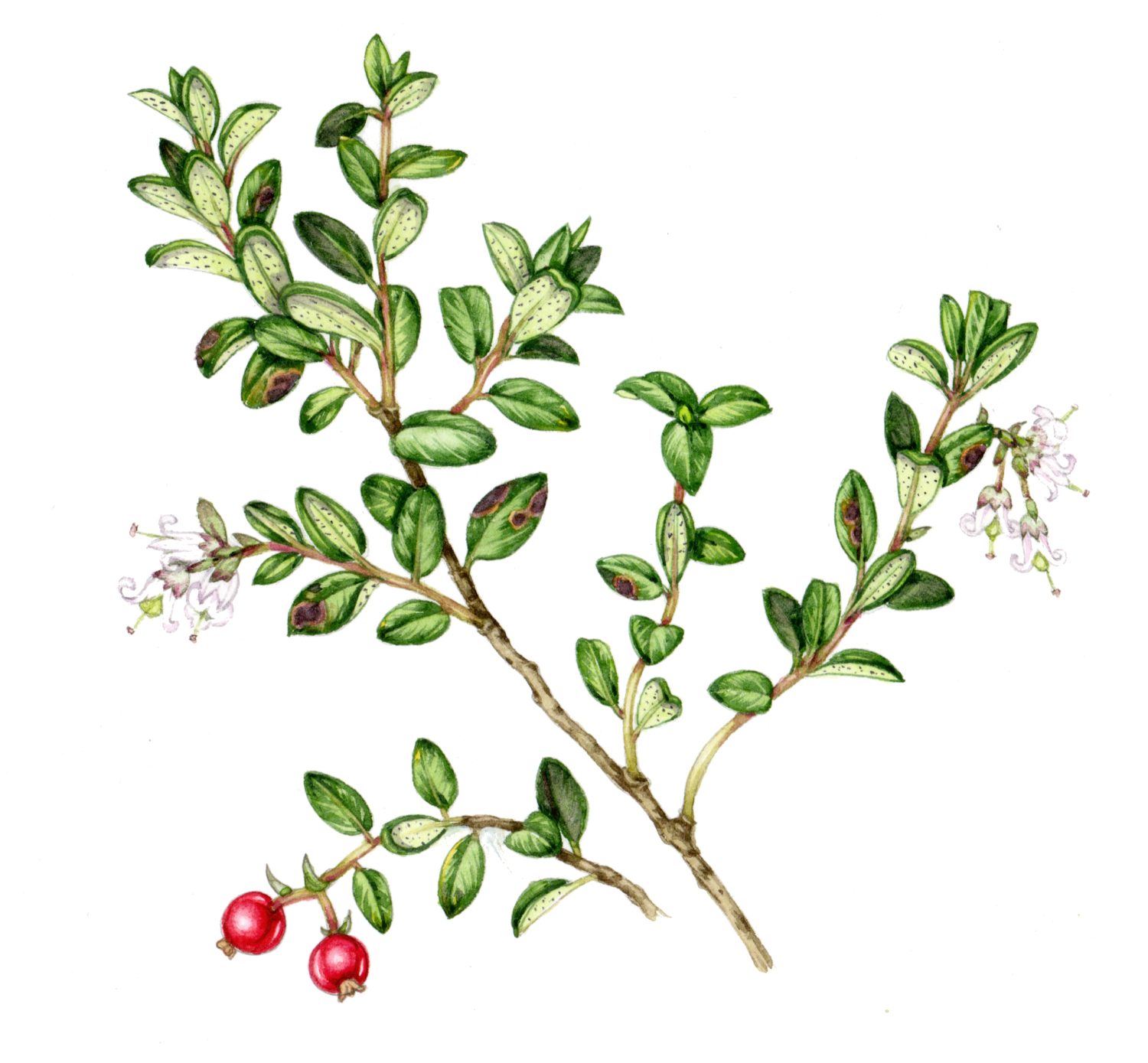 Cowberry Vaccinium vitis-isaeus - Lizzie Harper