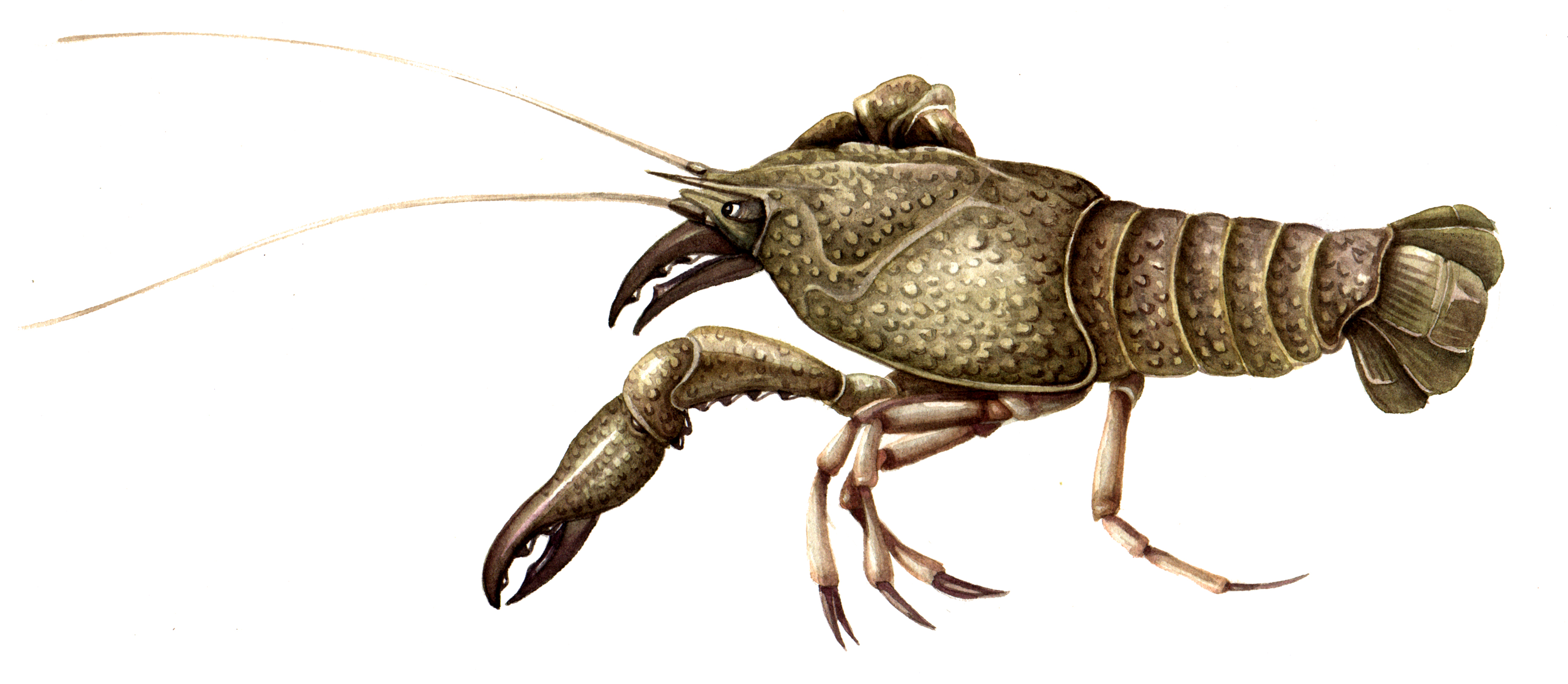 White clawed crayfish Austropotamobius pallipes 2 - Lizzie Harper