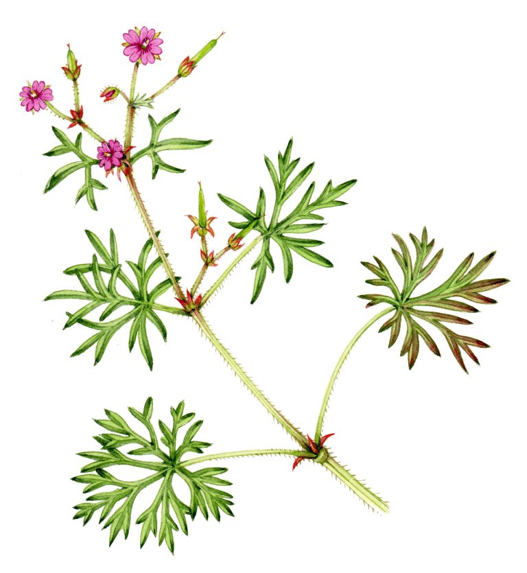 Cut leaved cranesbill Geranium dissectum - Lizzie Harper