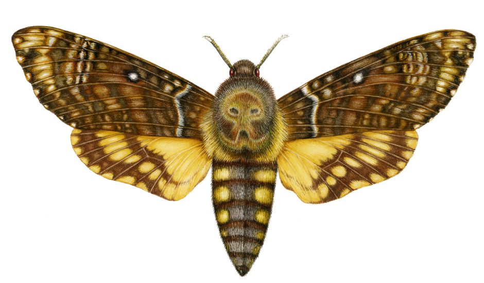 Deaths head hawkmoth Acherontia atropos - Lizzie Harper