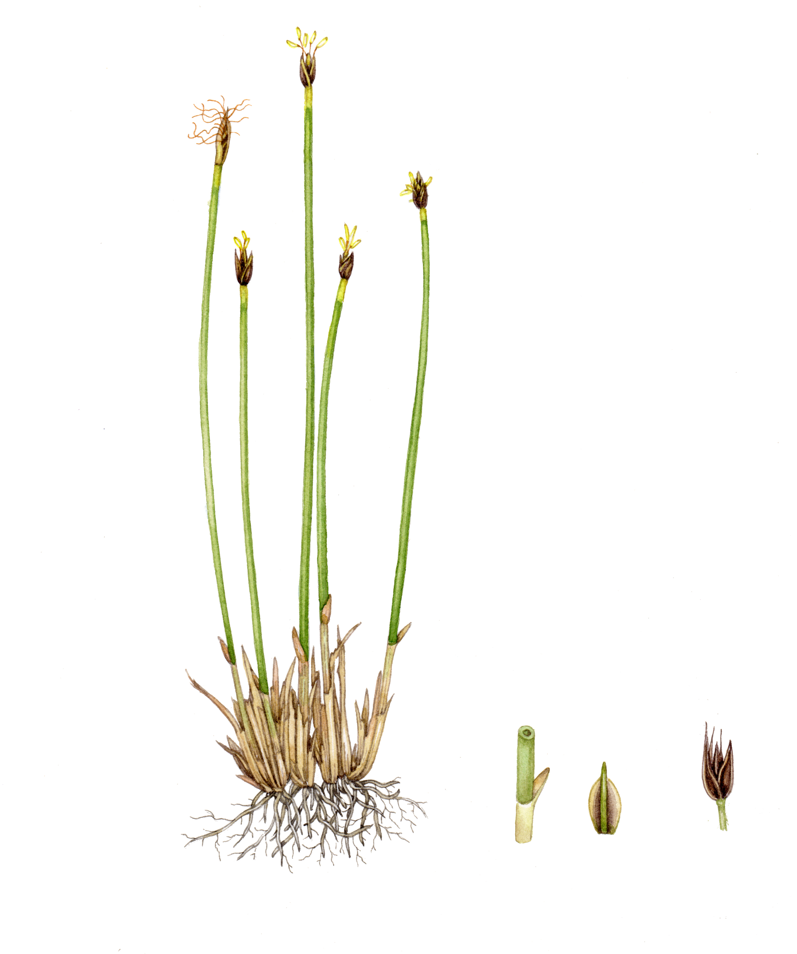 Deergrass Scirpus cespitosus - Lizzie Harper