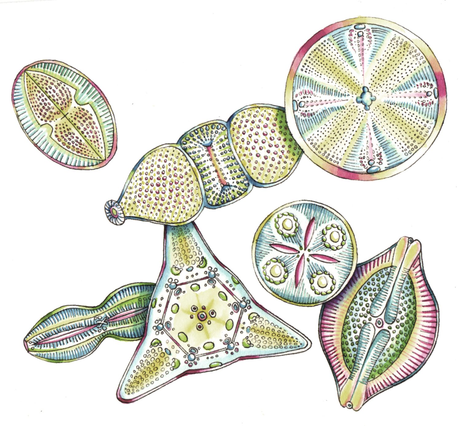 Diatoms - Lizzie Harper