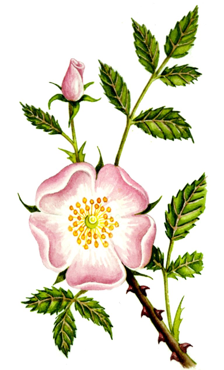 Dog Rose Rosa canina 2 - Lizzie Harper