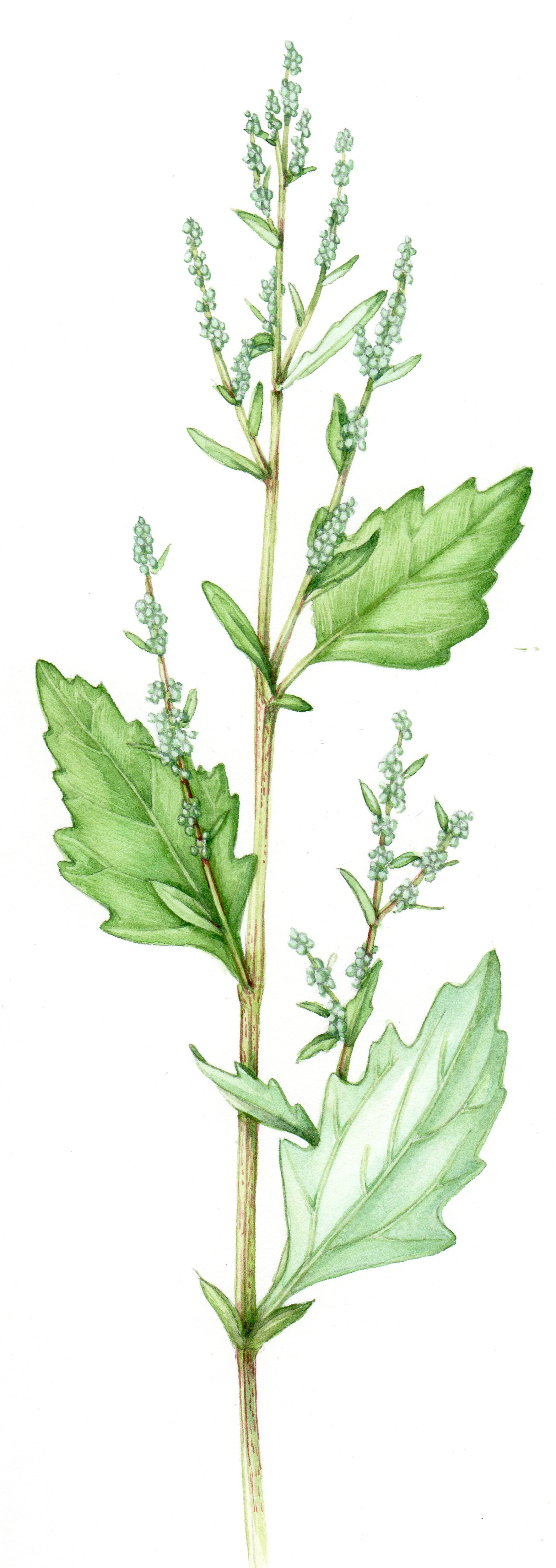 Fat Hen Chenopodium album - Lizzie Harper