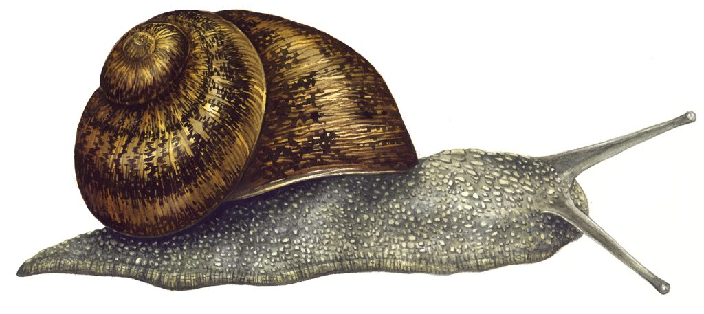Garden snail Helix aspera - Lizzie Harper