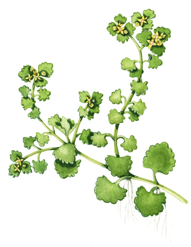 Opposite-leaved golden saxifrage Chrysosplenium oppositifolium - Lizzie ...