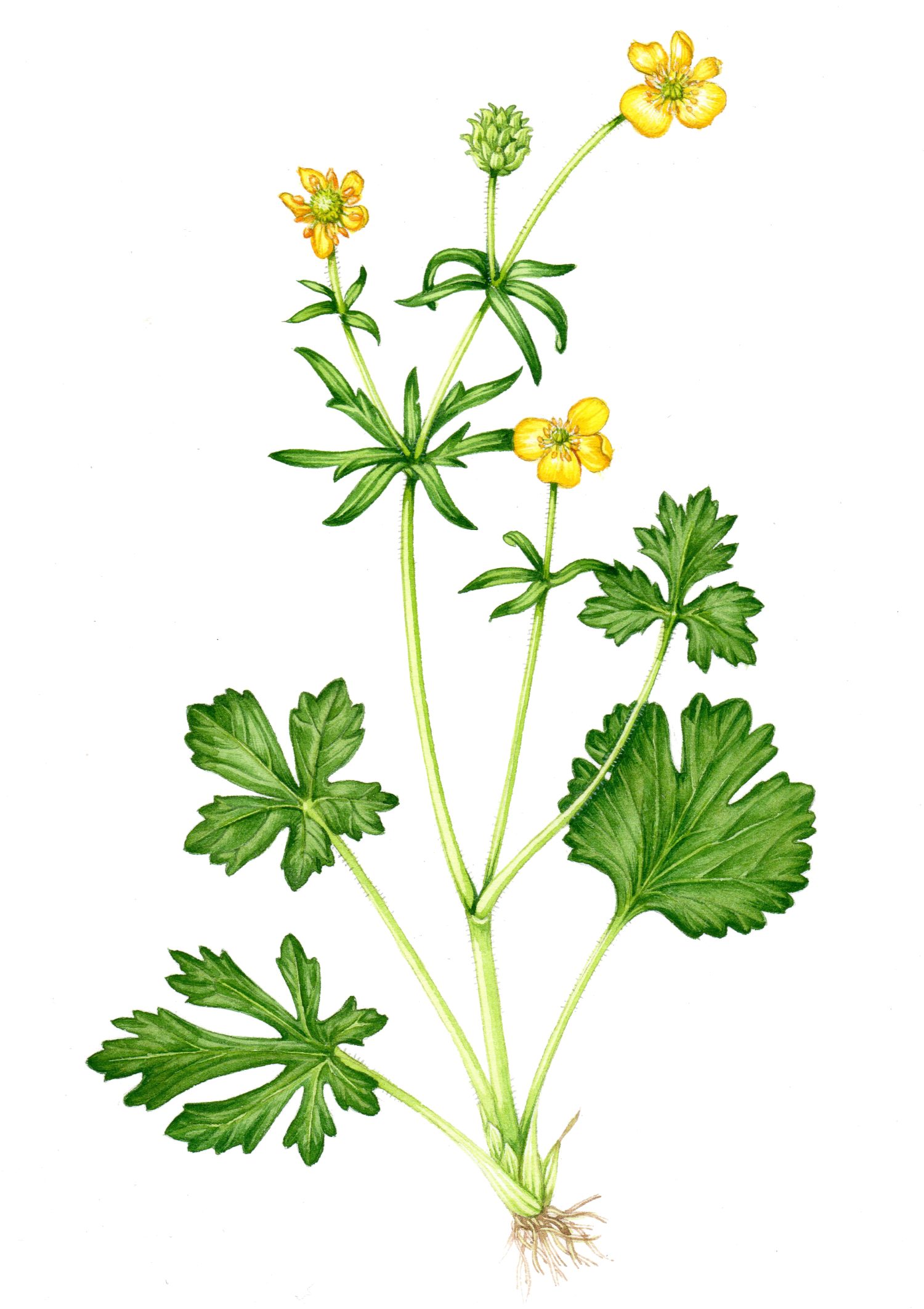 Goldilocks buttercup Ranunculus auricomis - Lizzie Harper