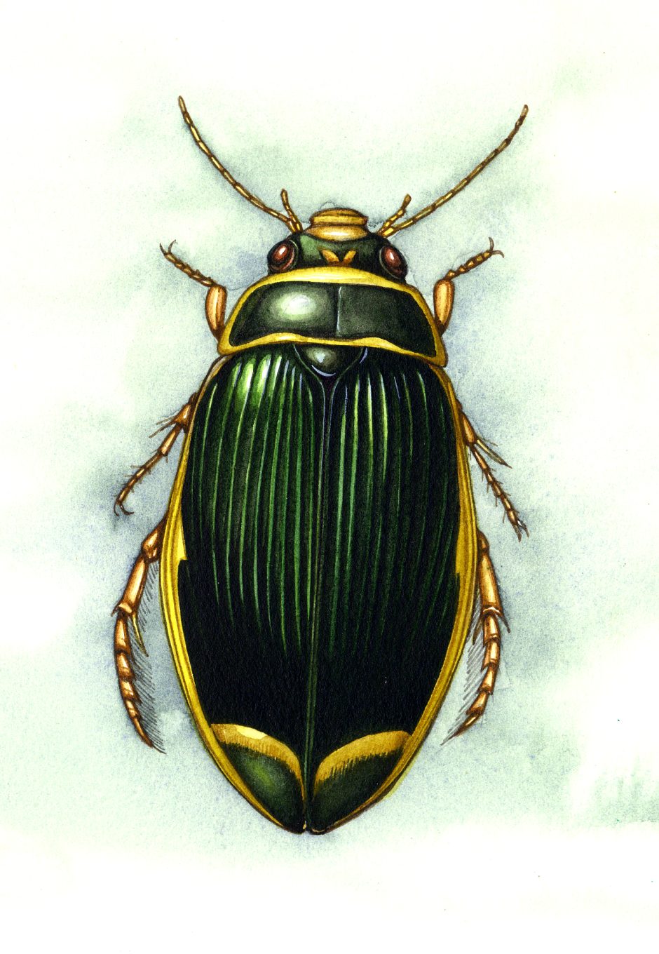 Great diving beetle Dytiscus marginalis - Lizzie Harper