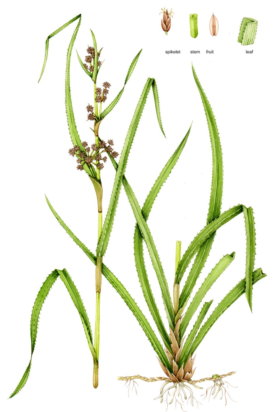Great fen sedge Cladium mariscum - Lizzie Harper