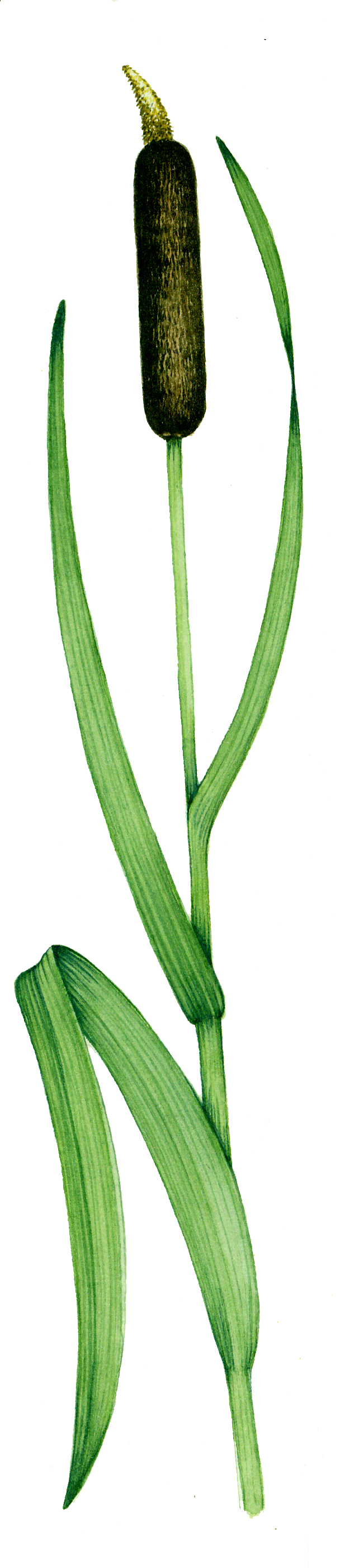 Greater reedmace Typha latifolia 2 - Lizzie Harper