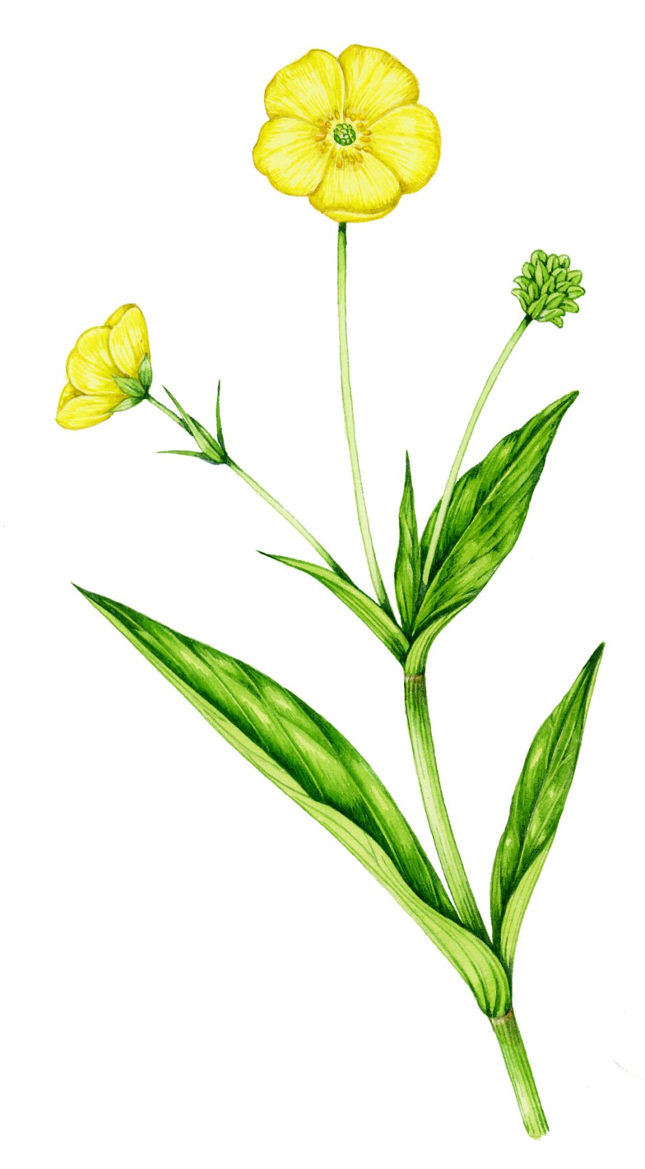Greater Spearwort Ranunculus lingua - Lizzie Harper