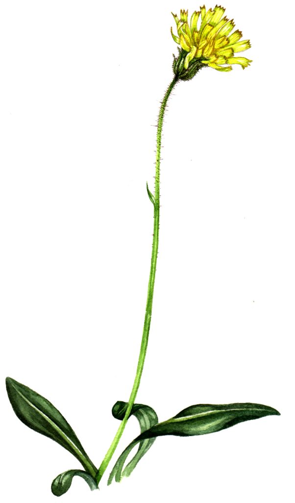 Hawkbit Leontodon hispidus - Lizzie Harper