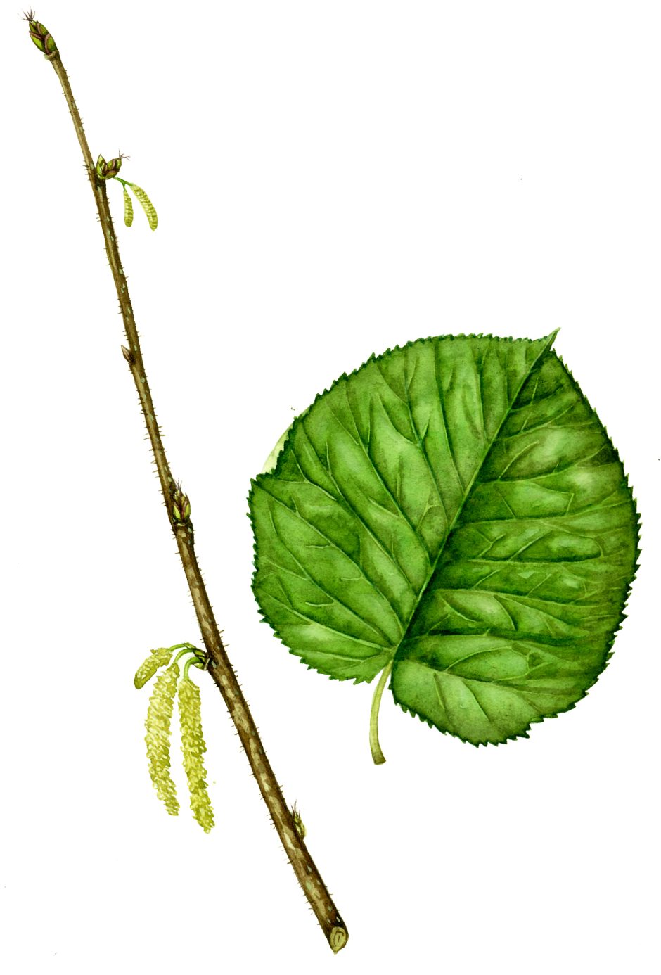 Botanical illustration Archives - Page 37 of 44 - Lizzie Harper