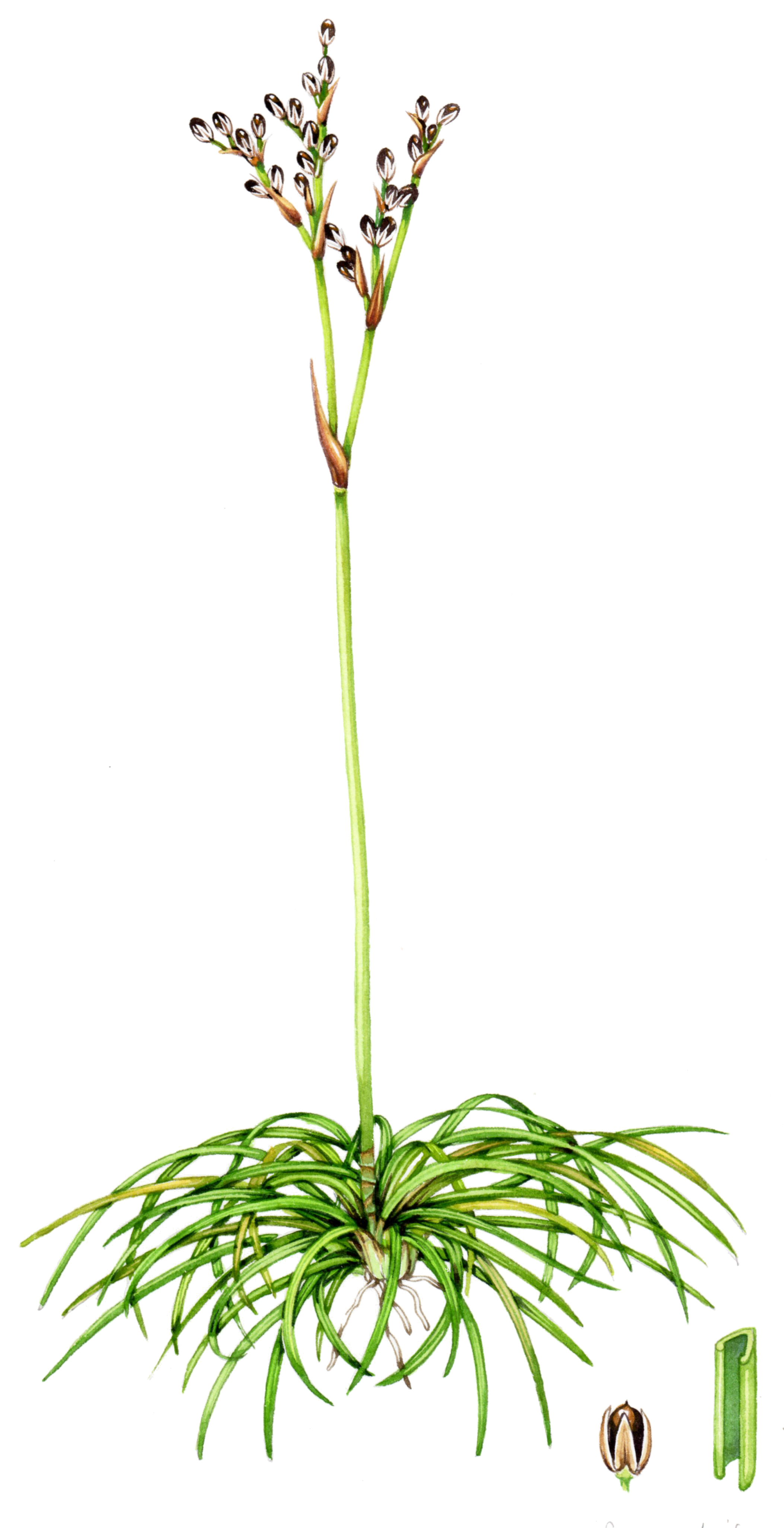 Heath rush Juncus squarrosus - Lizzie Harper