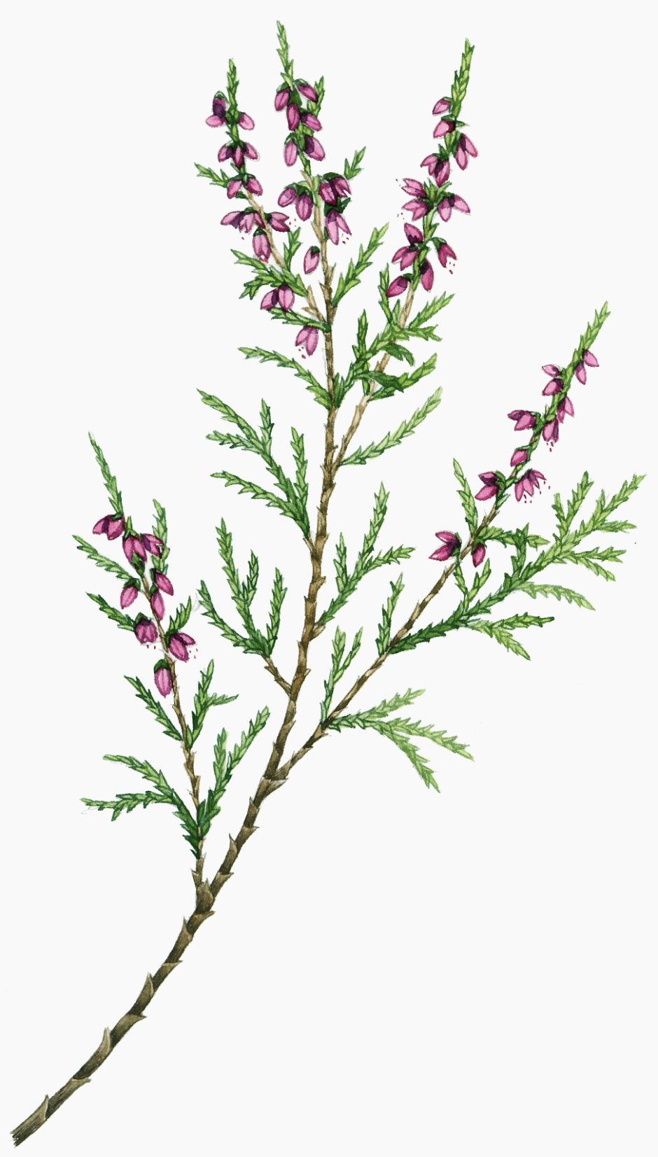 Heather Calluna vulgaris - Lizzie Harper