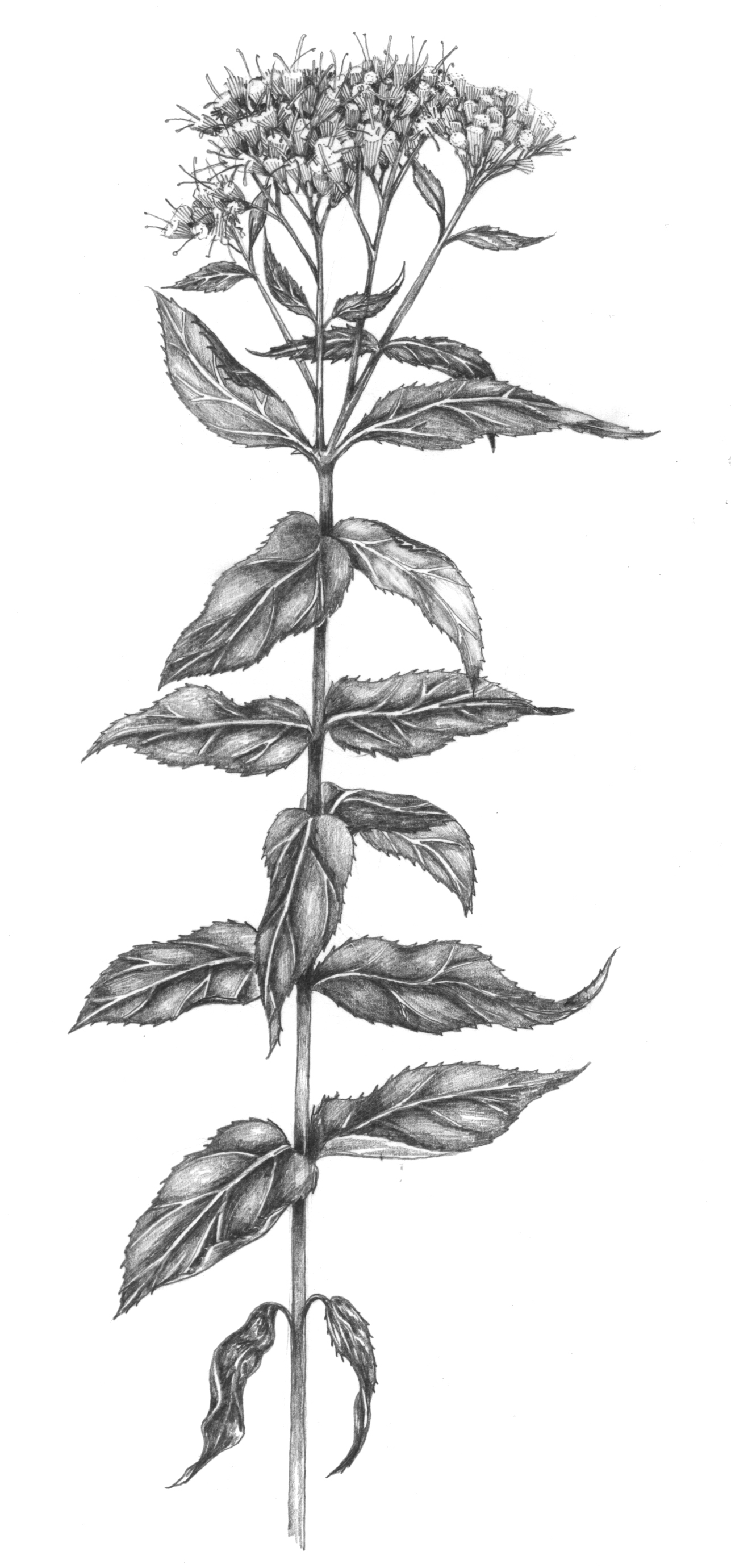 Hemp Agrimony Eupatorium cannabinum - Lizzie Harper