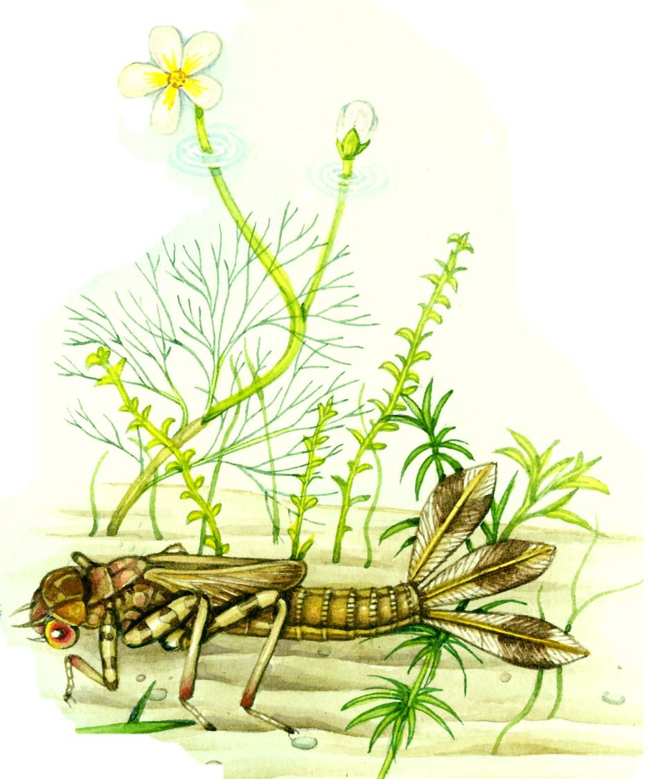 Odonata / Dragonfly & damselflies Archives - Lizzie Harper