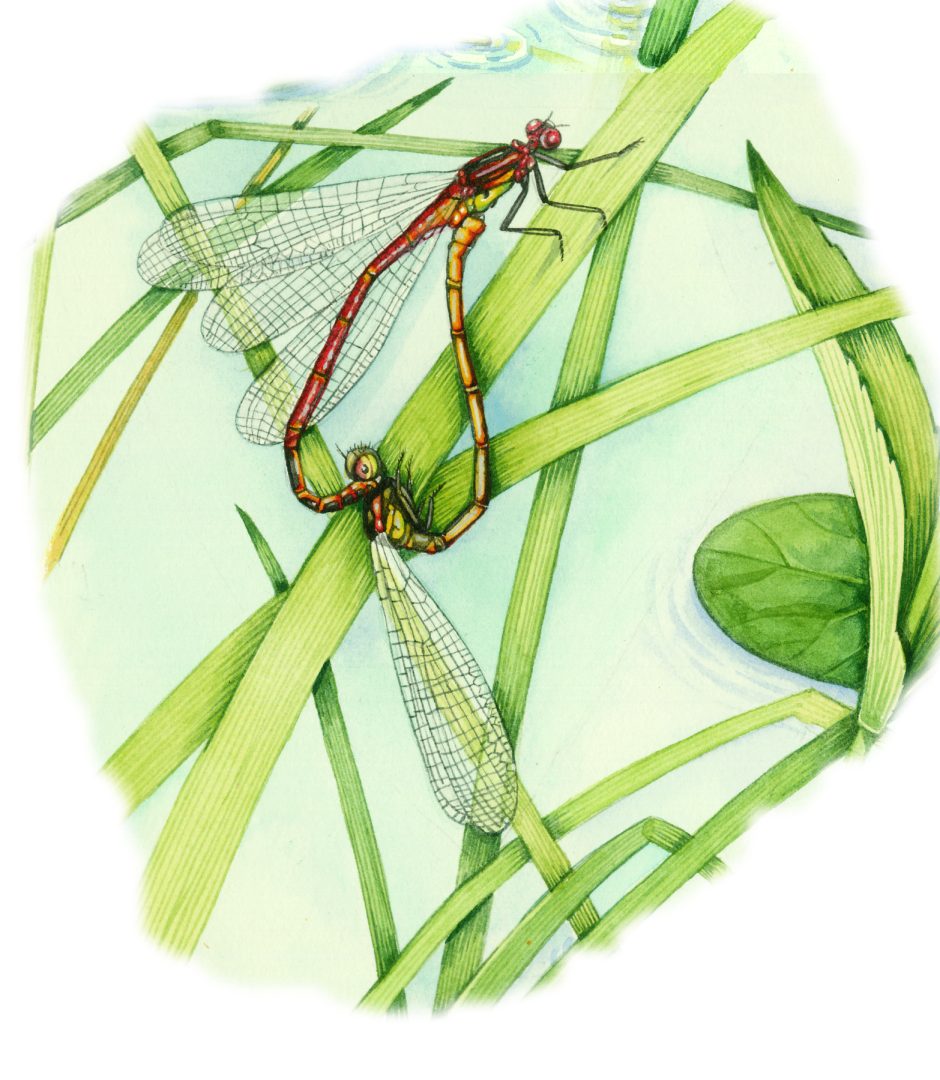 Odonata / Dragonfly & damselflies Archives - Lizzie Harper