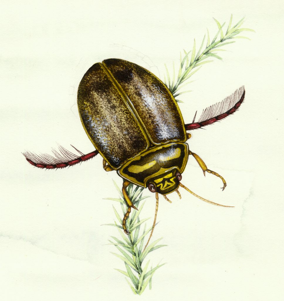 Lesser diving beetle Acilius sulcatus - Lizzie Harper