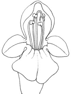 Corolla lip diagram - Lizzie Harper